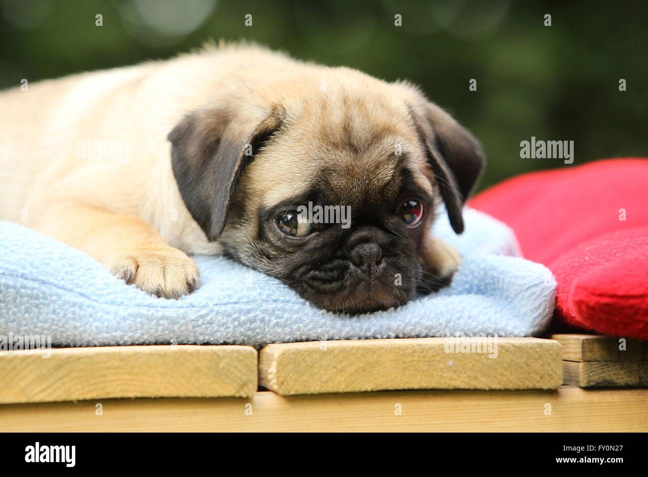 Side View Of A Pug High Resolution Stock Photography and Images - Alamy