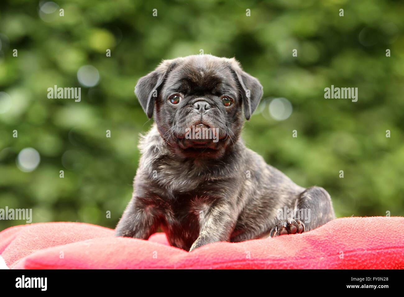 Brindled pug hi-res stock photography and images - Alamy