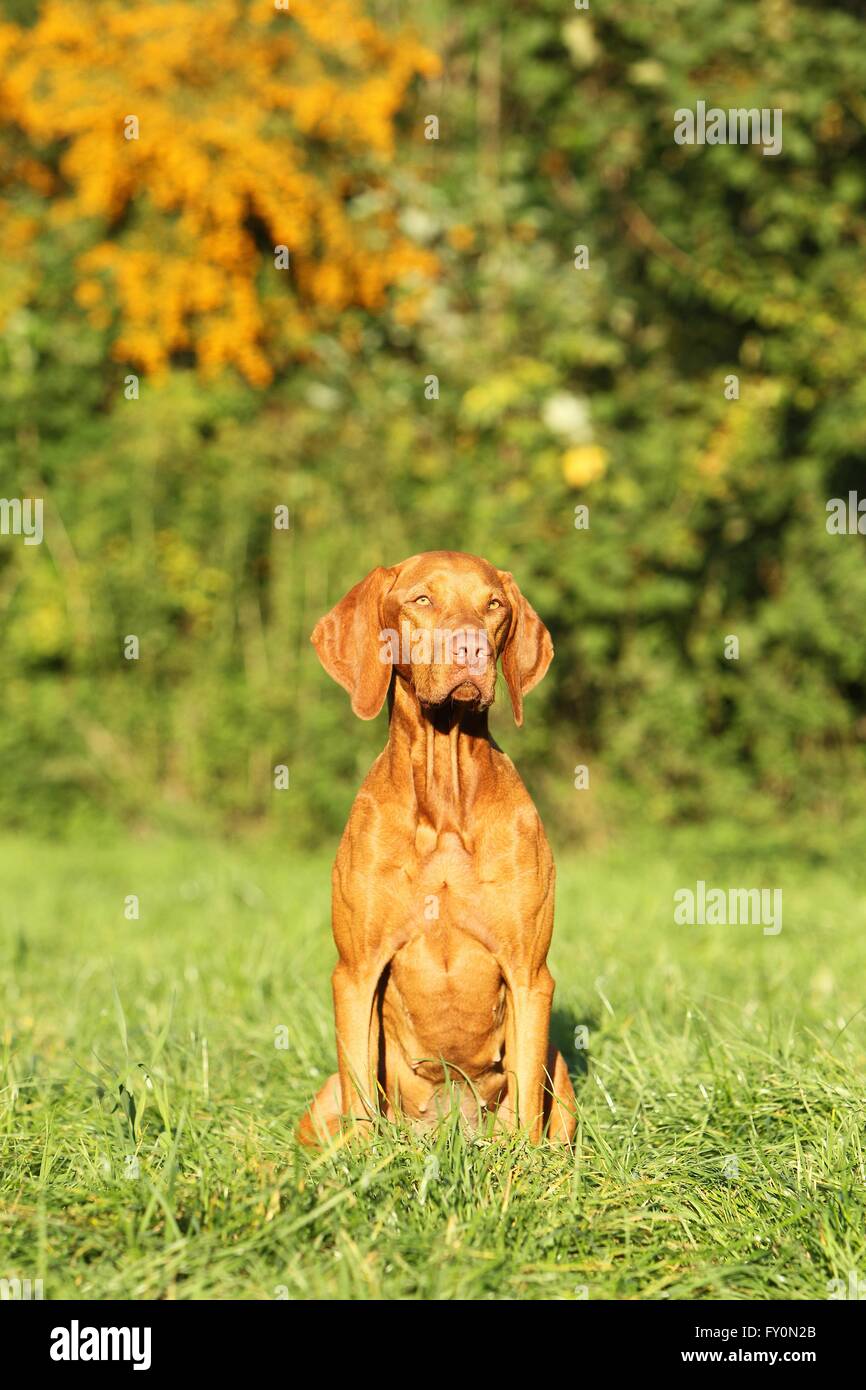 sitting Magyar Vizsla Stock Photo - Alamy