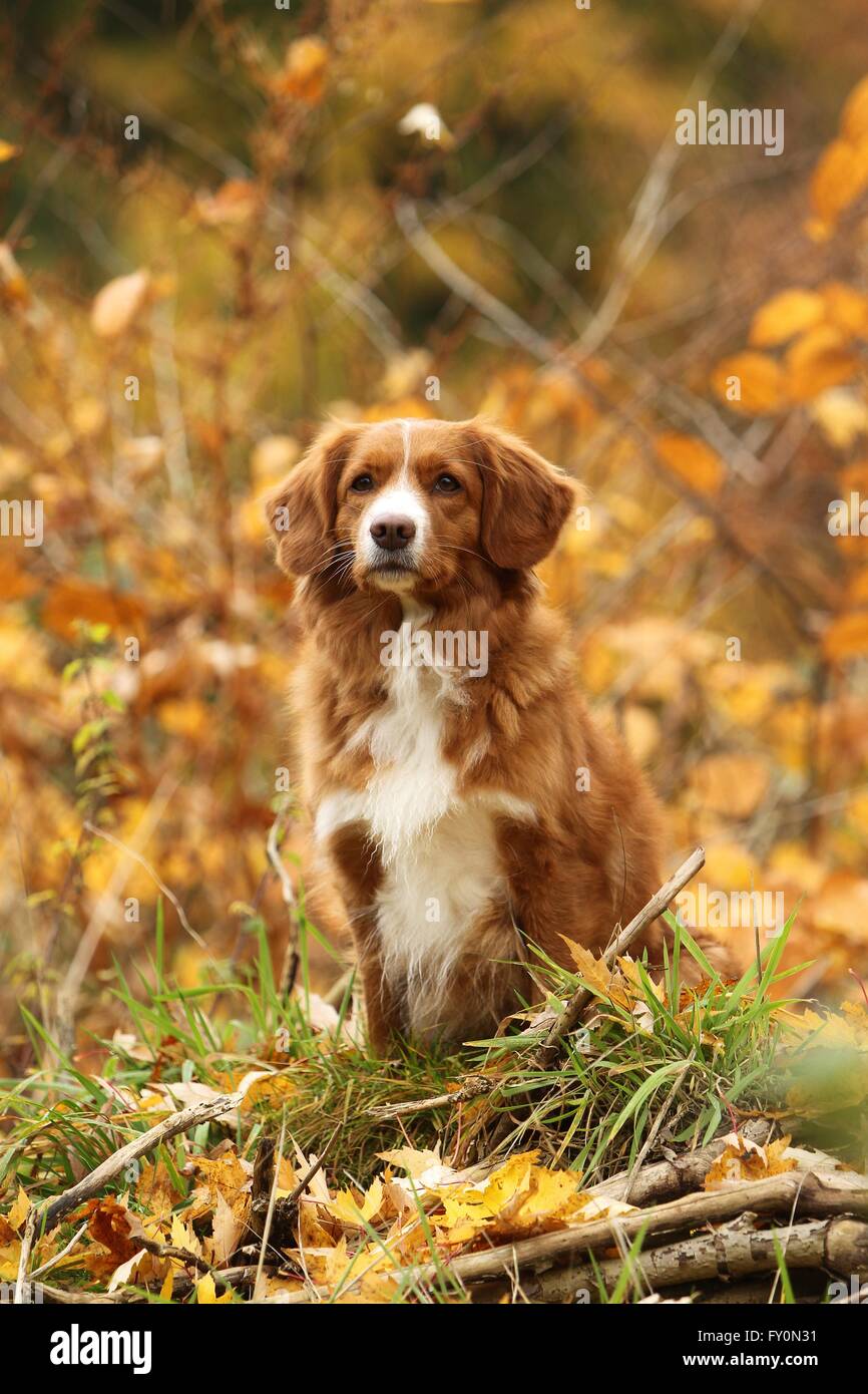 sitting Nova Scotia Duck Tolling Retriever Stock Photo - Alamy