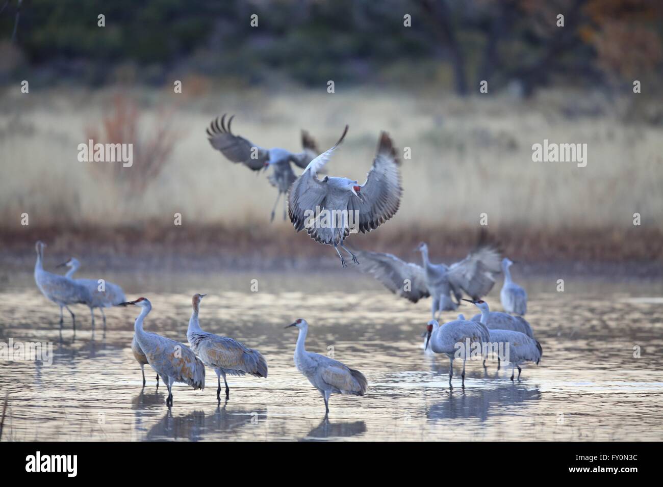 Water side cranes hi-res stock photography and images - Alamy