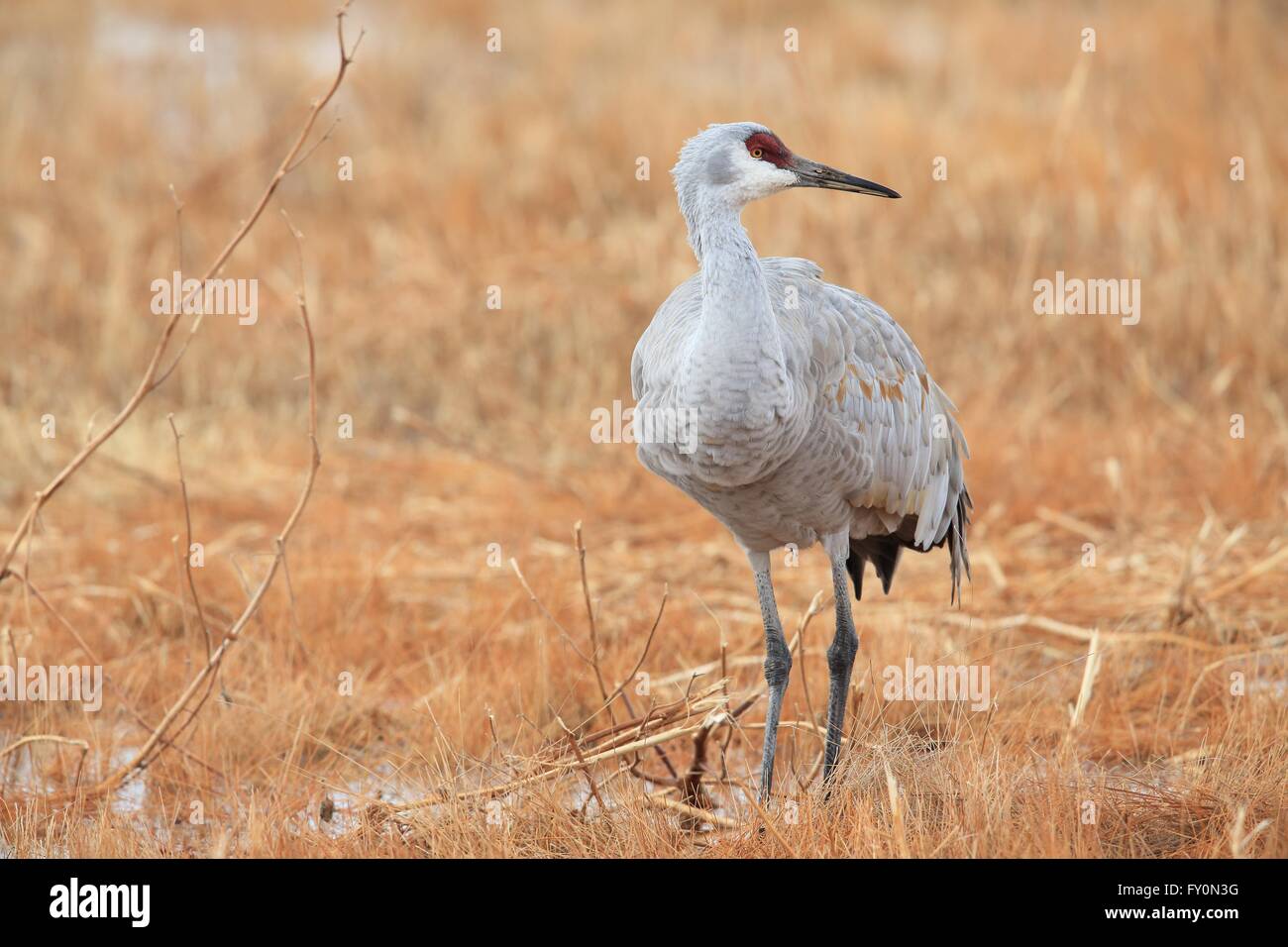 Awash bird hi-res stock photography and images - Alamy