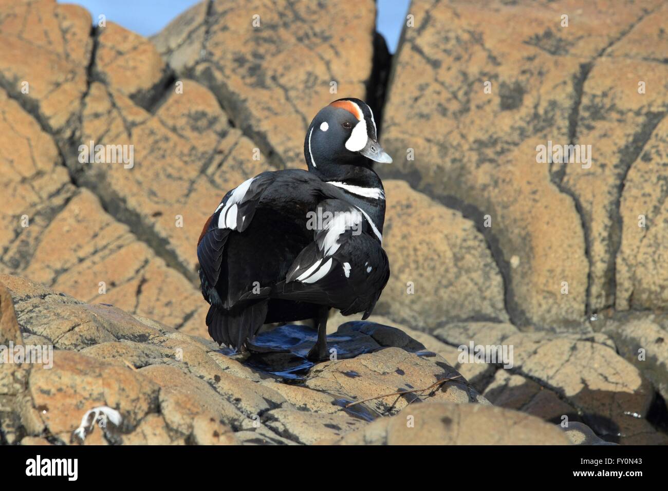Drake harlequin duck hi-res stock photography and images - Alamy
