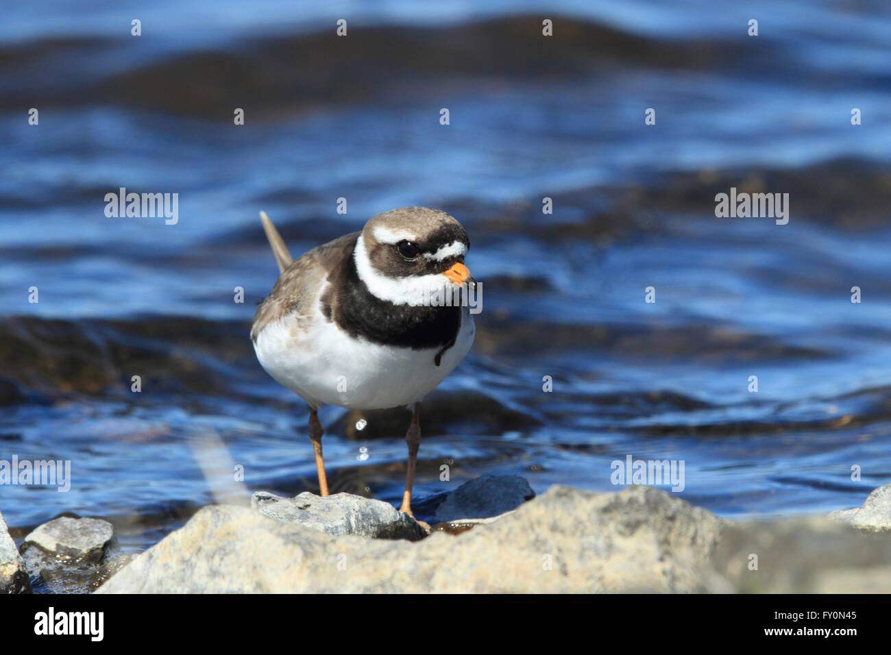 Common Ringed Plover Stock Photos & Common Ringed Plover Stock Images ...