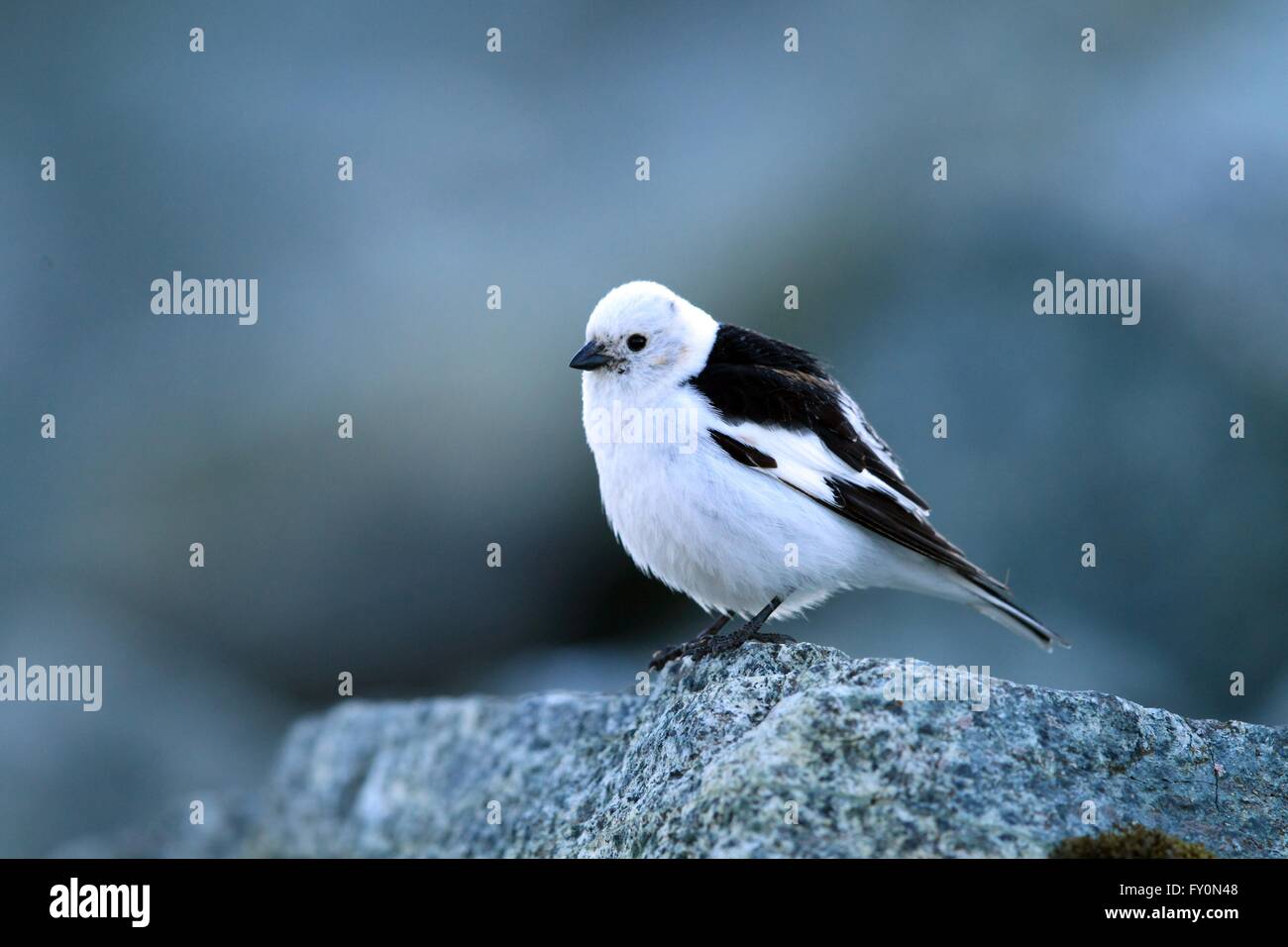 Bird songbirds bunting buntings hi-res stock photography and images - Alamy