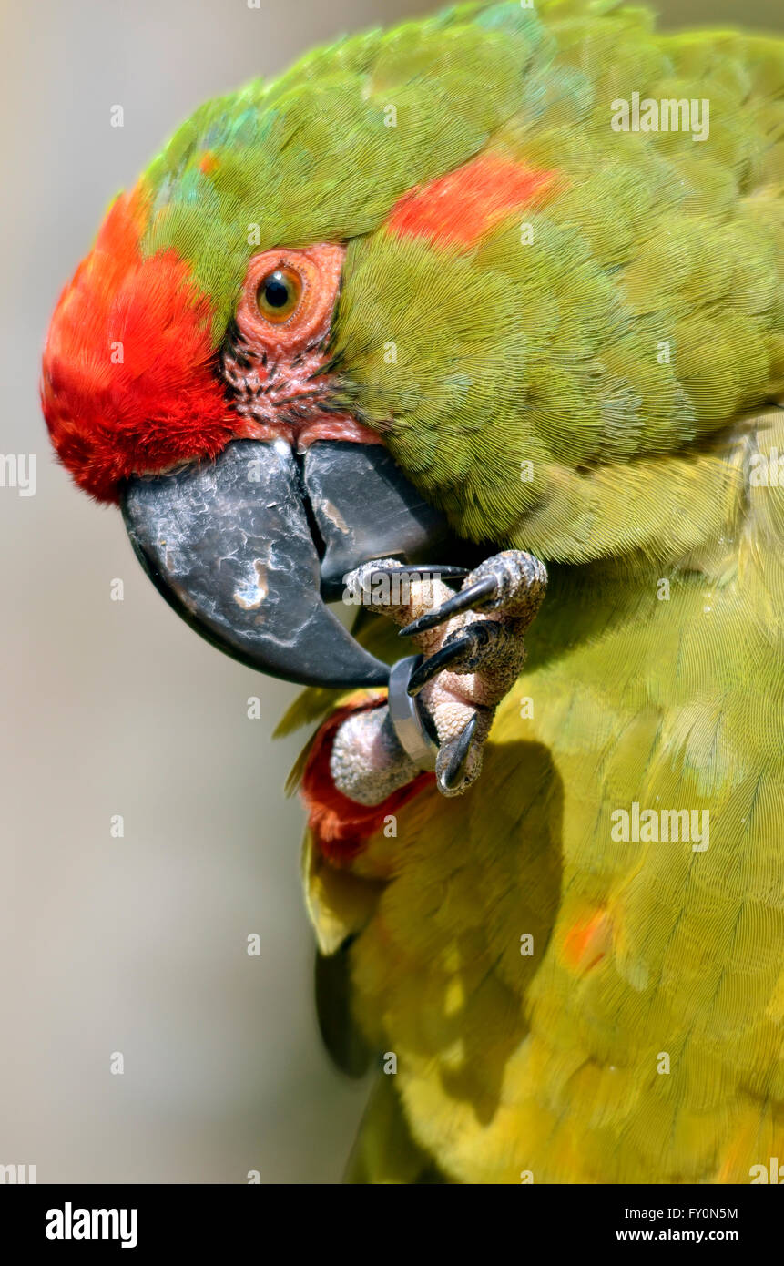 Portrait military macaw (Ara militaris) viewed from the profile Stock ...