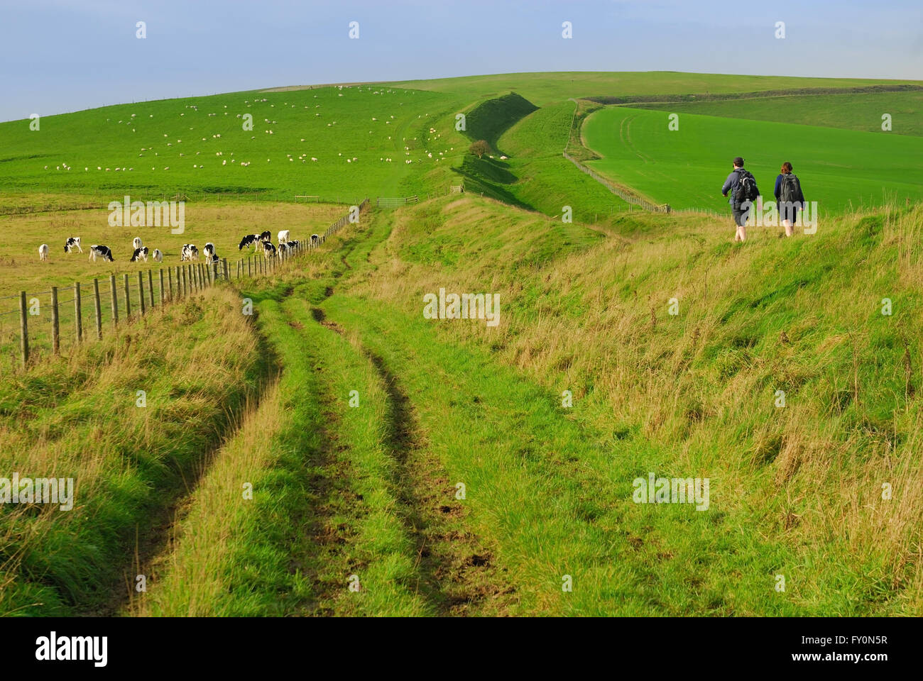 The Wansdyke ancient earthwork on the Wiltshire Downs, looking towards ...