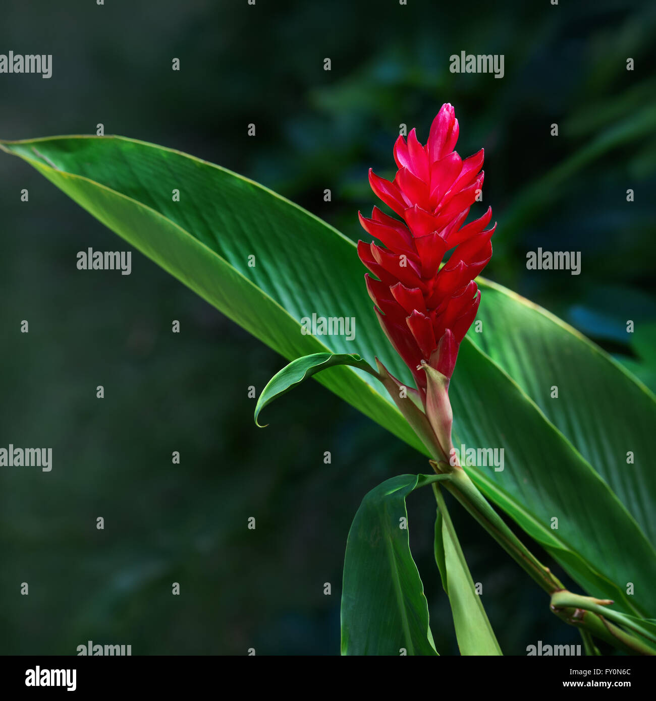 Single leaf composition hi-res stock photography and images - Alamy