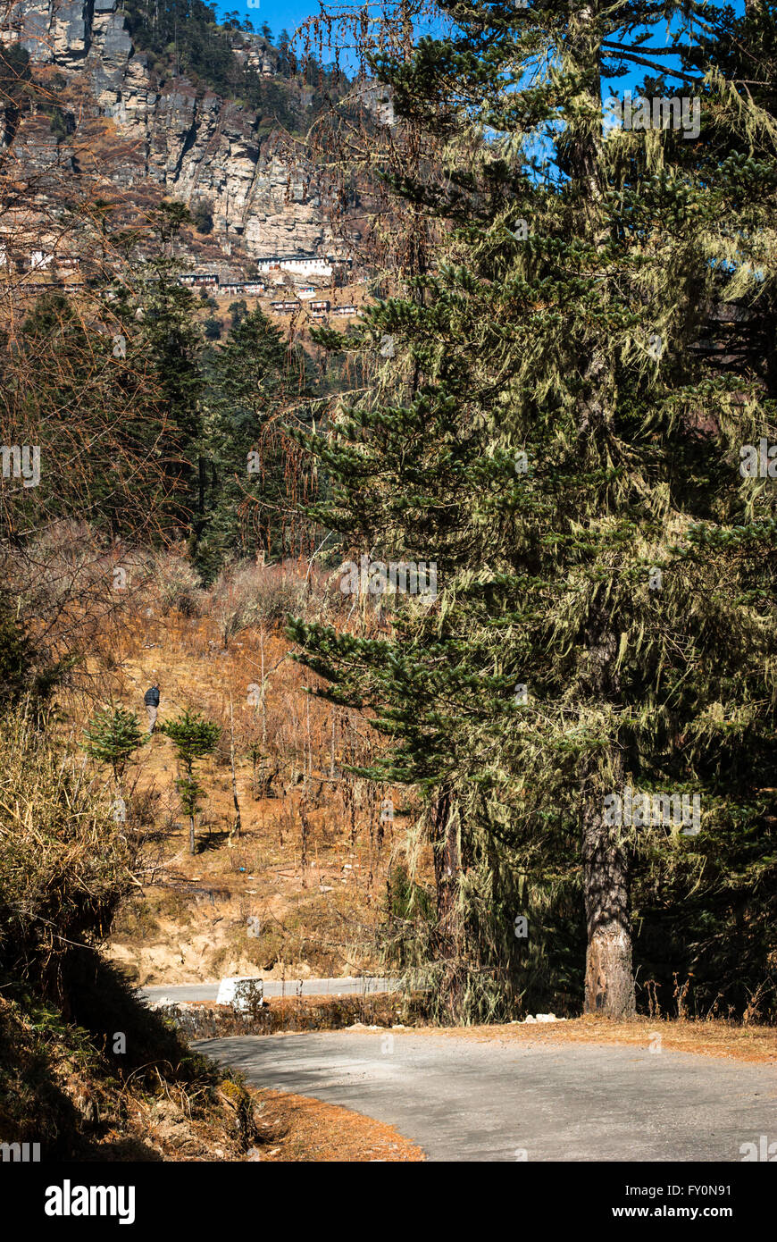 Road through fir forest to Cheli La, the highest motorable pass in ...