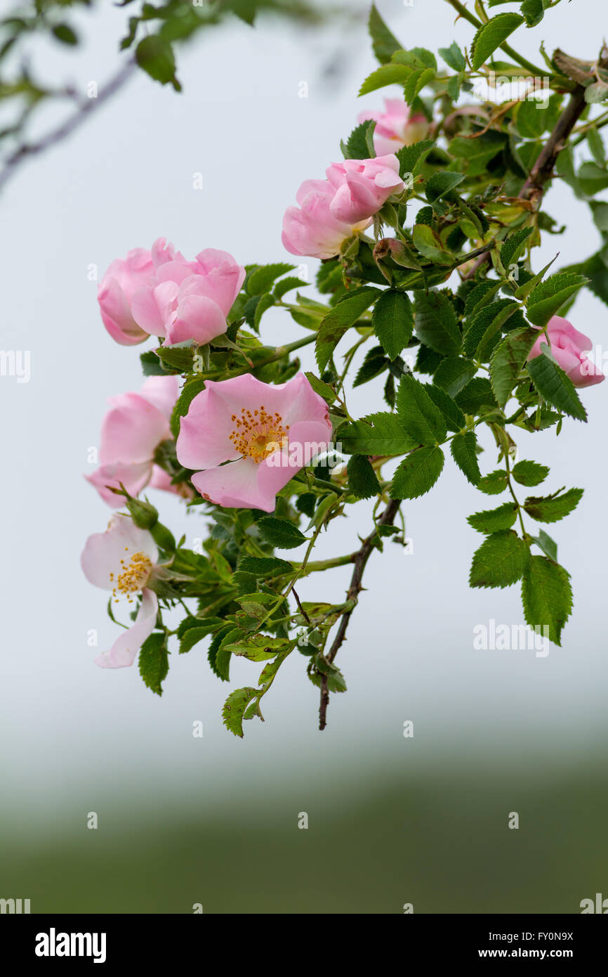 Beautiful blooming wild rose bush Stock Photo - Alamy