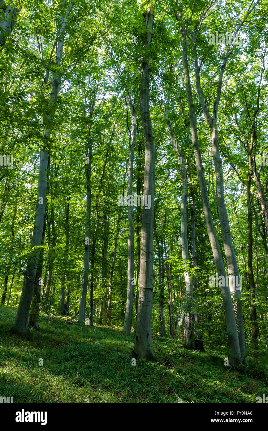 Beech Forest in spring Stock Photo - Alamy