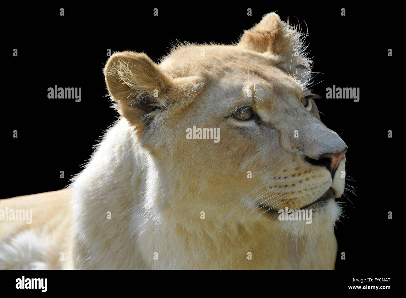 White lioness hi-res stock photography and images - Alamy