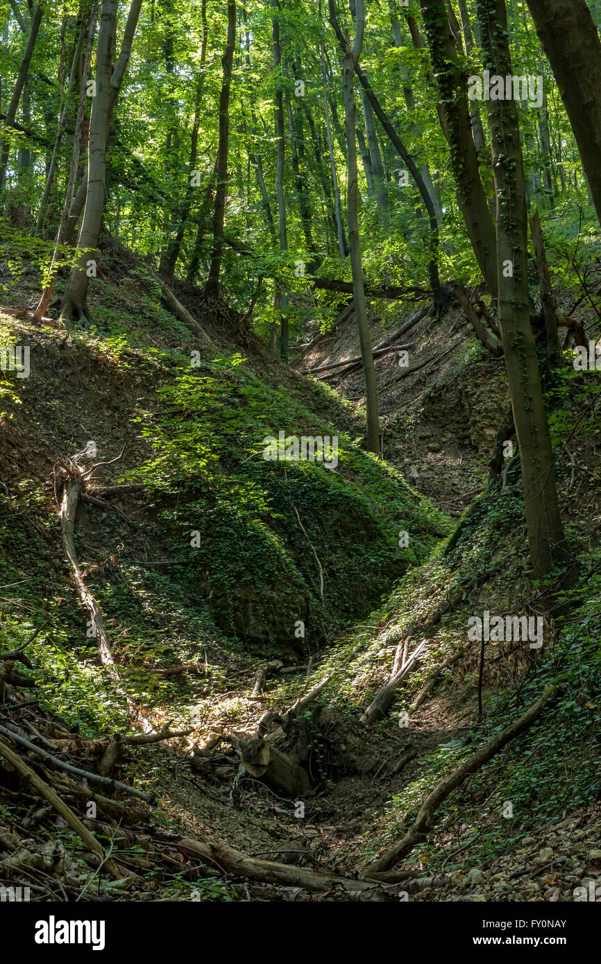 Beech Forest in spring Stock Photo - Alamy