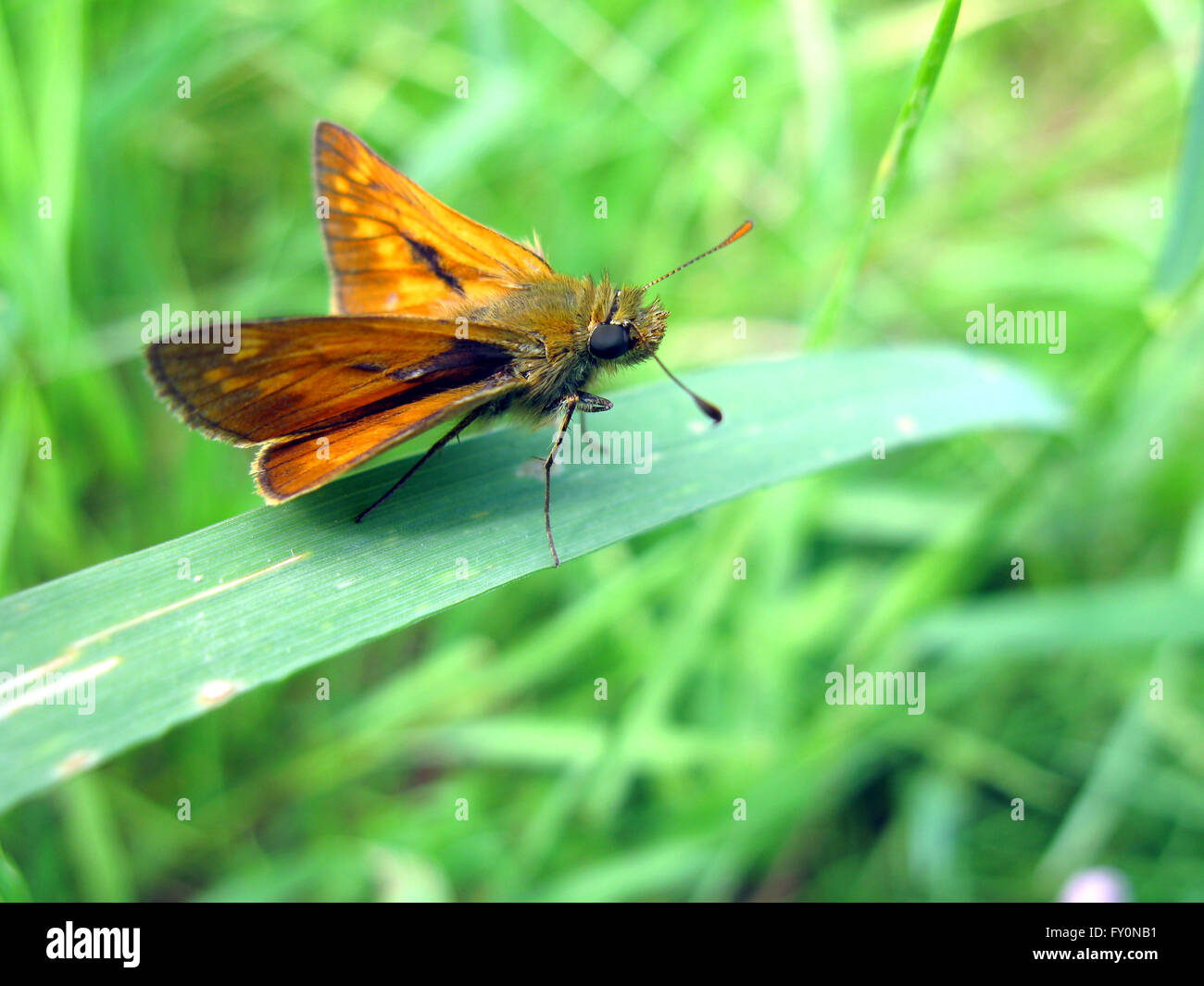 Butterfly head hi-res stock photography and images - Alamy