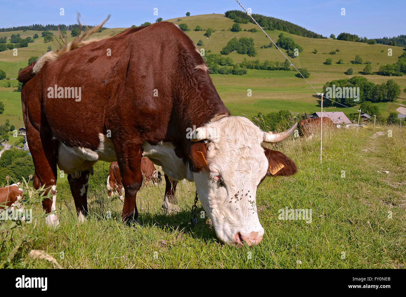 Cattle grazing electric wire hi-res stock photography and images - Alamy