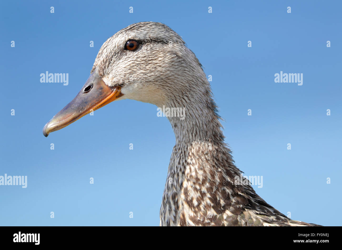 Profile portrait of duck on blue sky background Stock Photo - Alamy