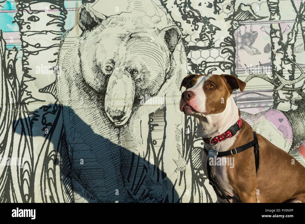 Pit bull cross in front of East Village murals, street art, Calgary ...