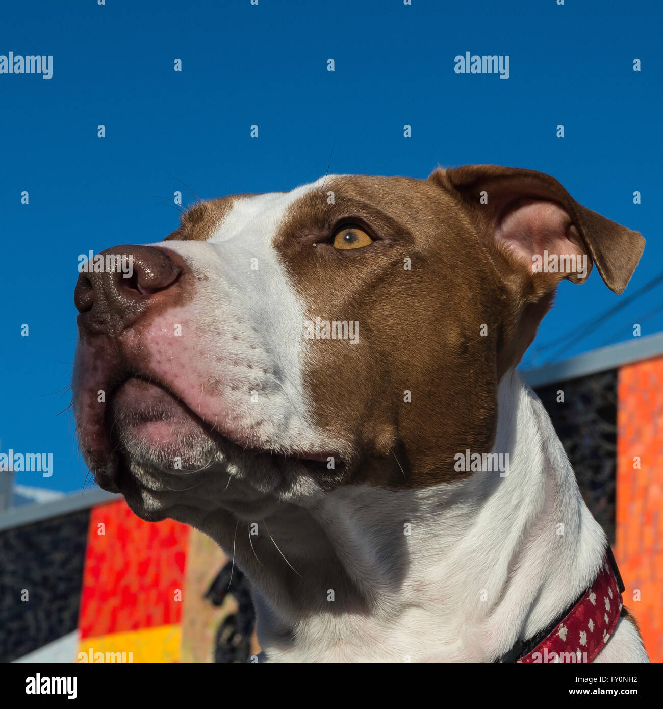 American bully dog hi-res stock photography and images - Alamy