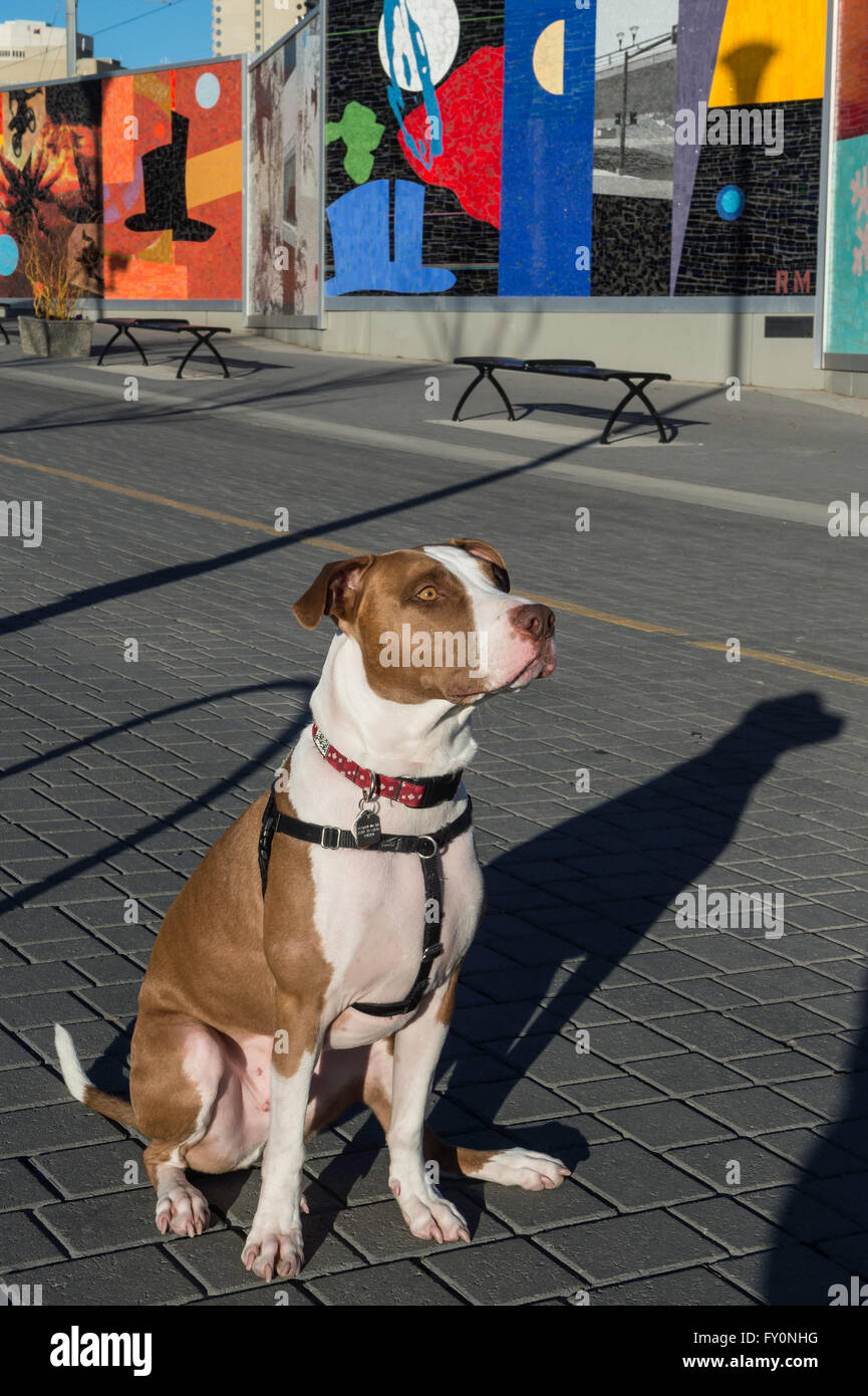 Pit bull cross in front of East Village murals, street art, Calgary ...