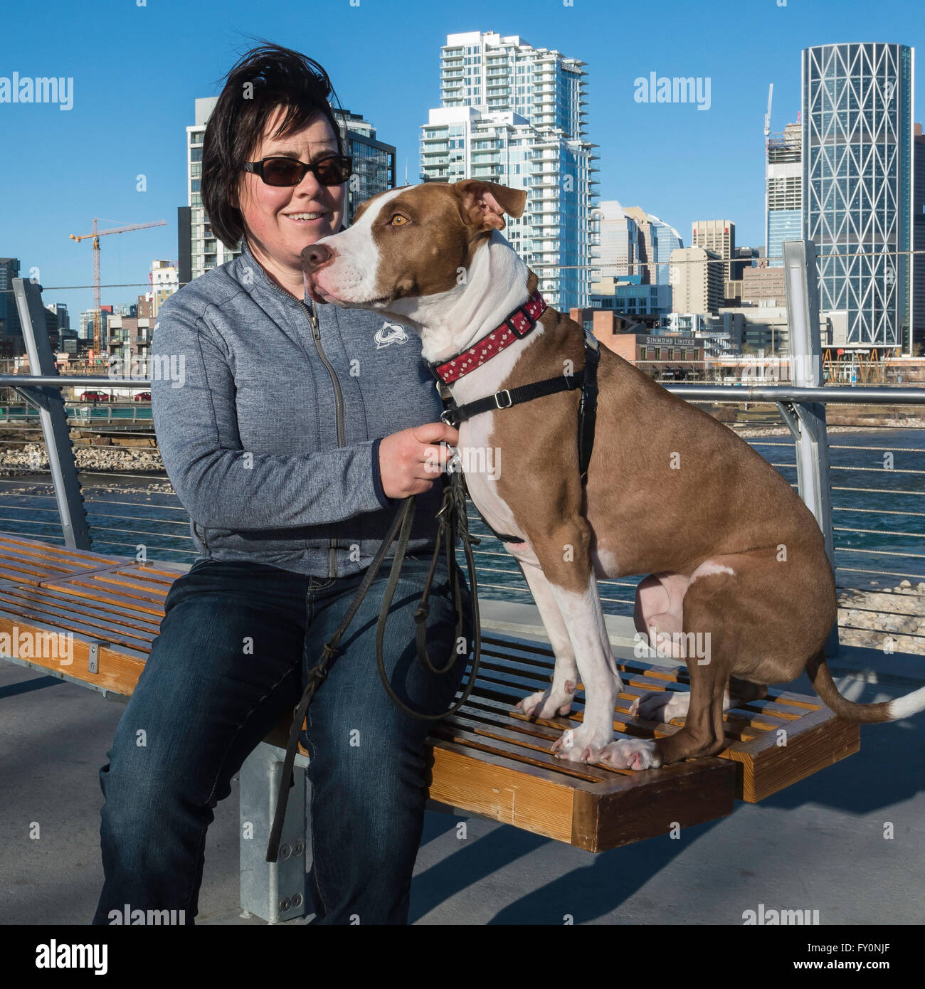 American Pitbull Cross High Resolution Stock Photography and Images - Alamy