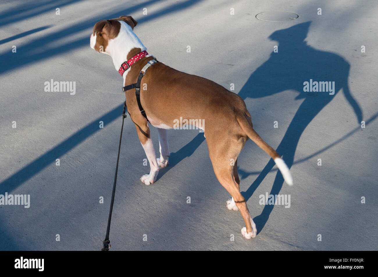 American bully staffordshire terrier cross hi-res stock photography and ...