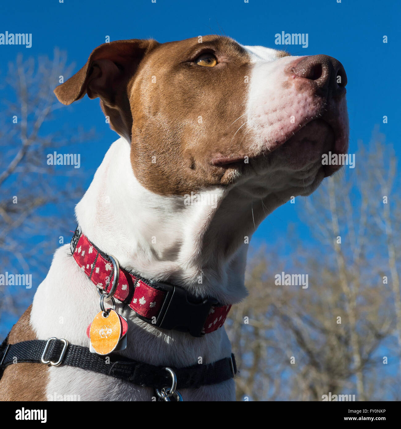 American bully staffordshire terrier cross hi-res stock photography and ...