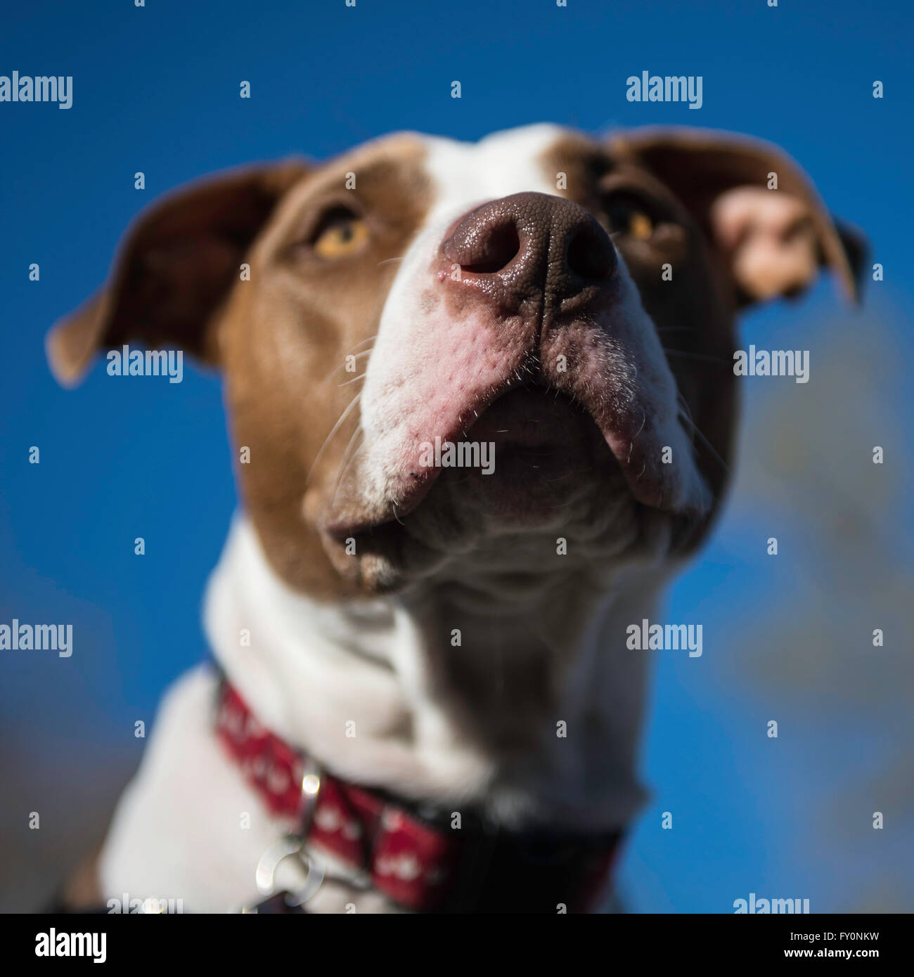 Pitbull cross hi-res stock photography and images - Alamy