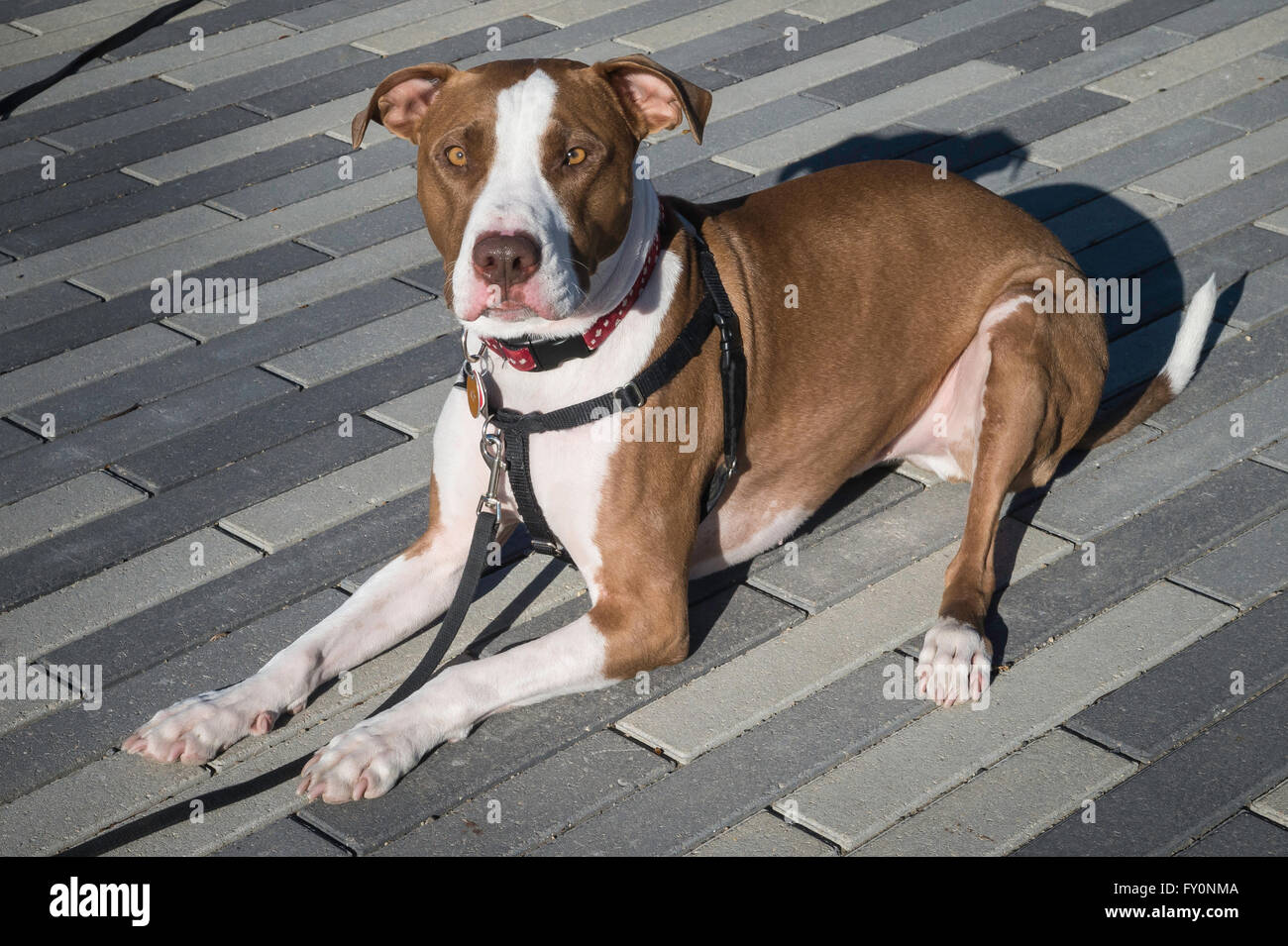 American bully staffordshire terrier cross hi-res stock photography and ...