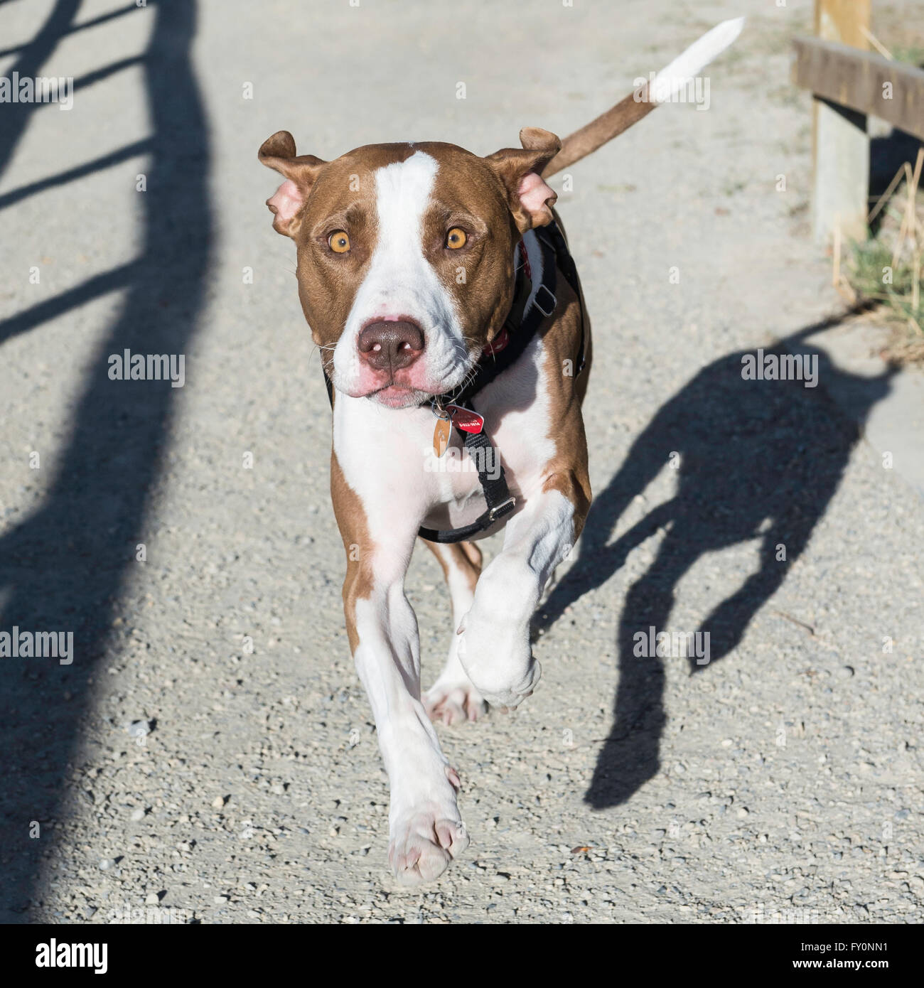 Bull type dog hi-res stock photography and images - Alamy