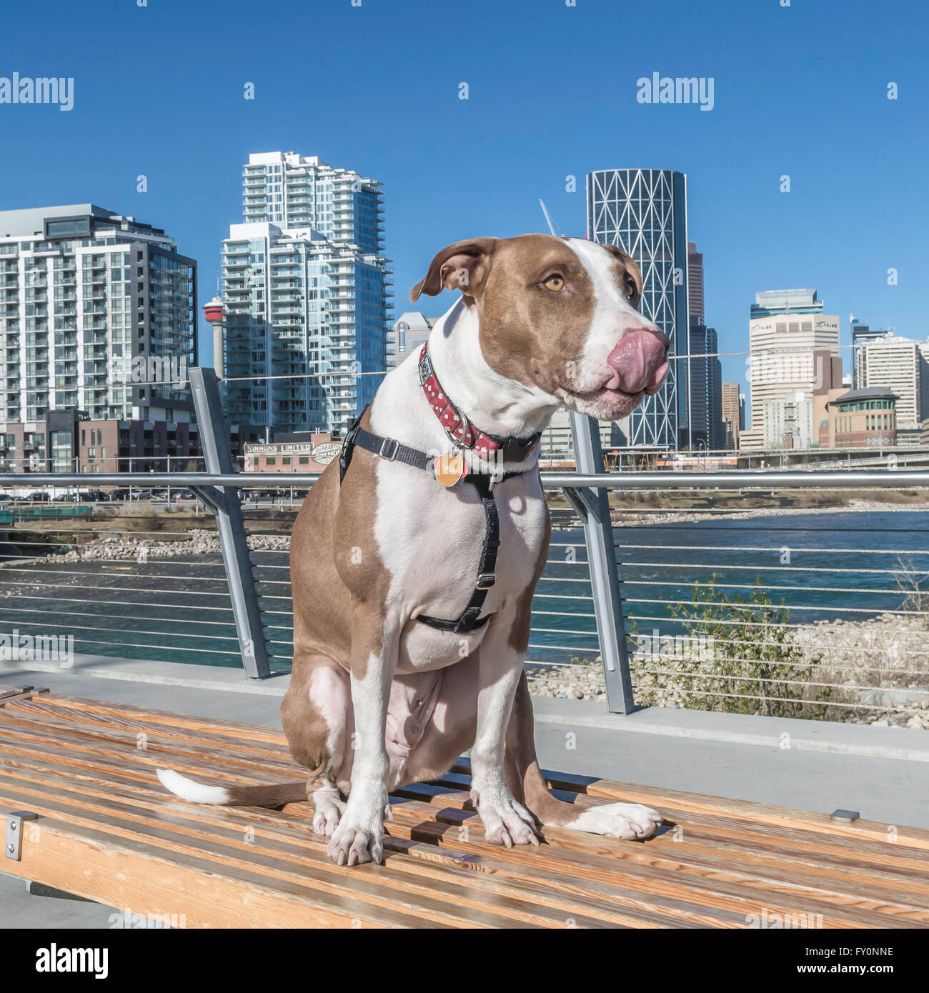 American pitbull cross hi-res stock photography and images - Alamy