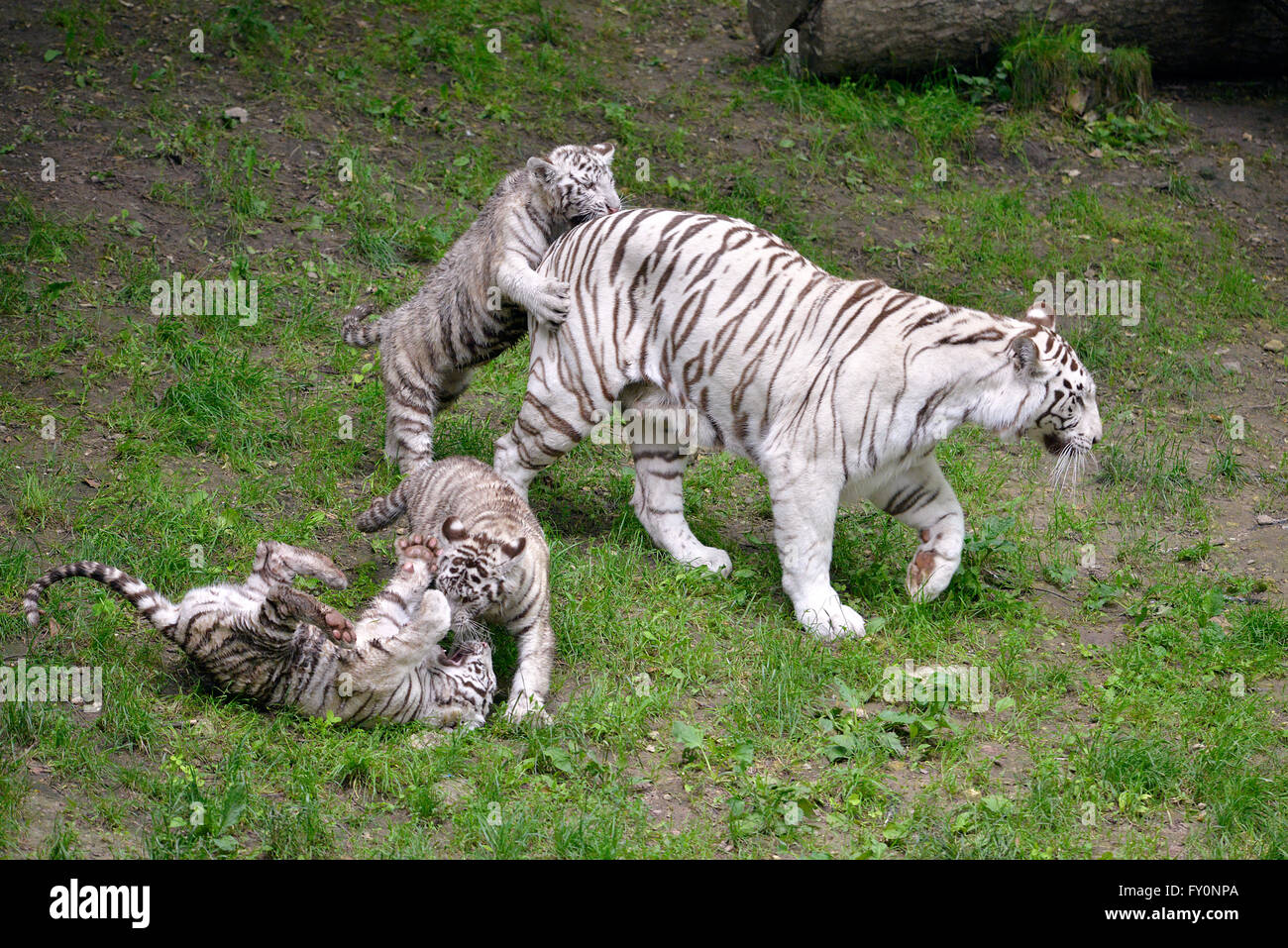 Very rare white tiger (Panthera tigris) playing with three little Stock ...