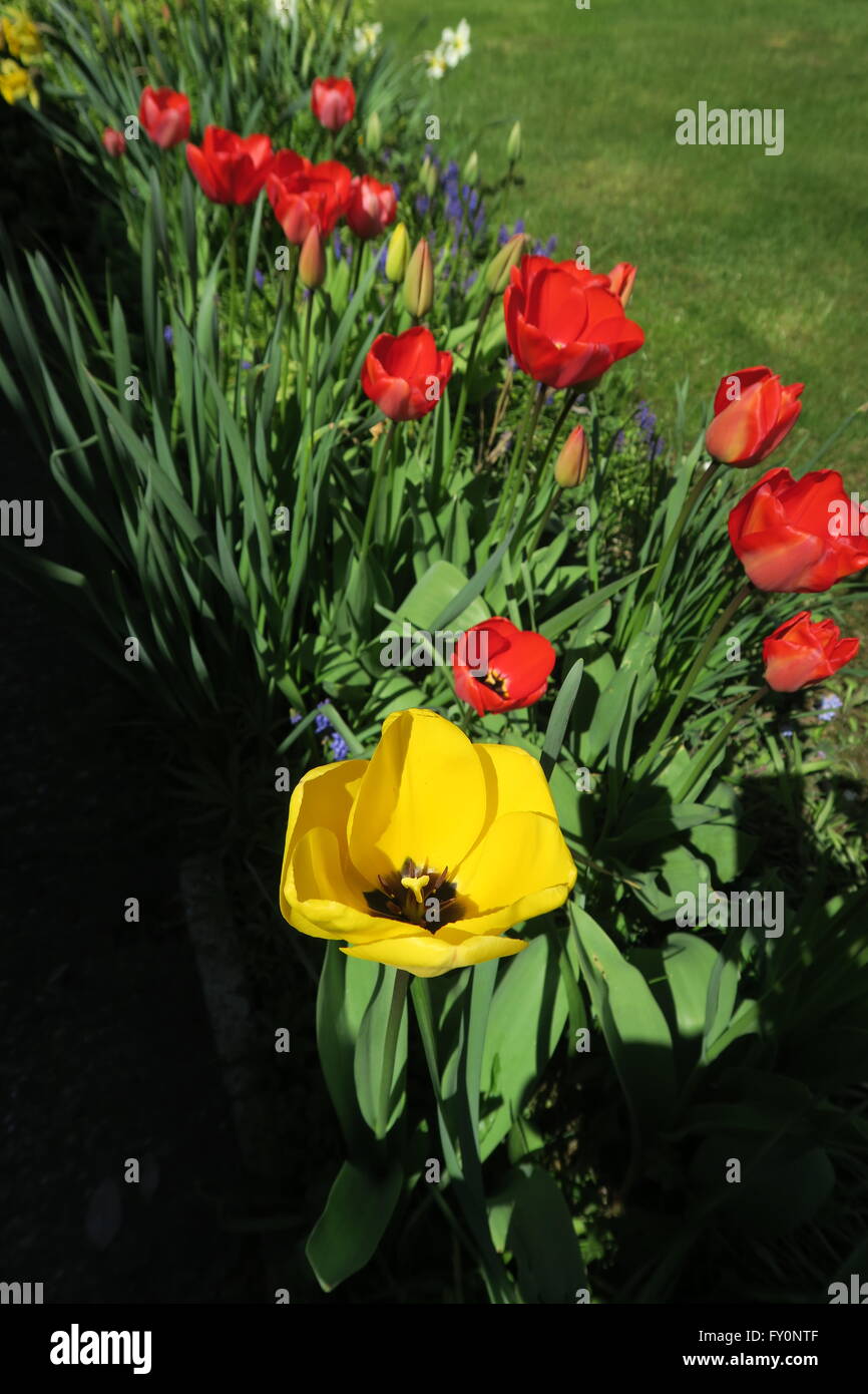 Tulips in bloom Stock Photo - Alamy