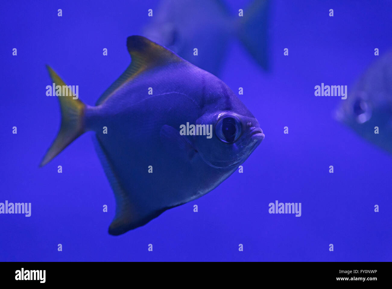 Tropical fish aquarium hi-res stock photography and images - Alamy