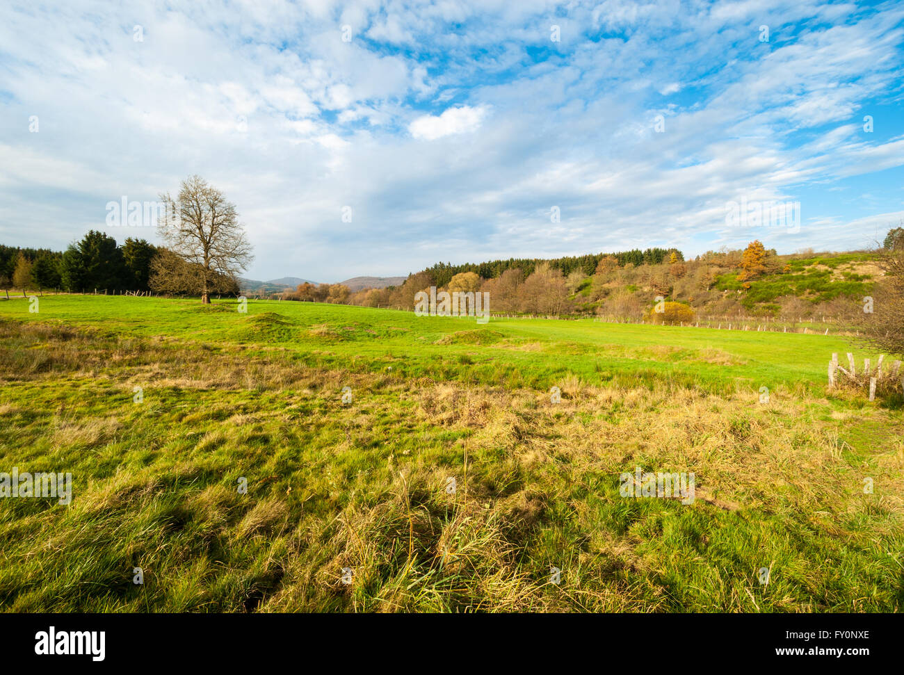 Meadow with mounds at the nature reserve Valley of Gelängebach in ...