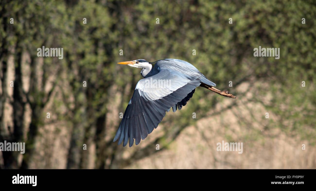 Grey Heron flying Stock Photo - Alamy