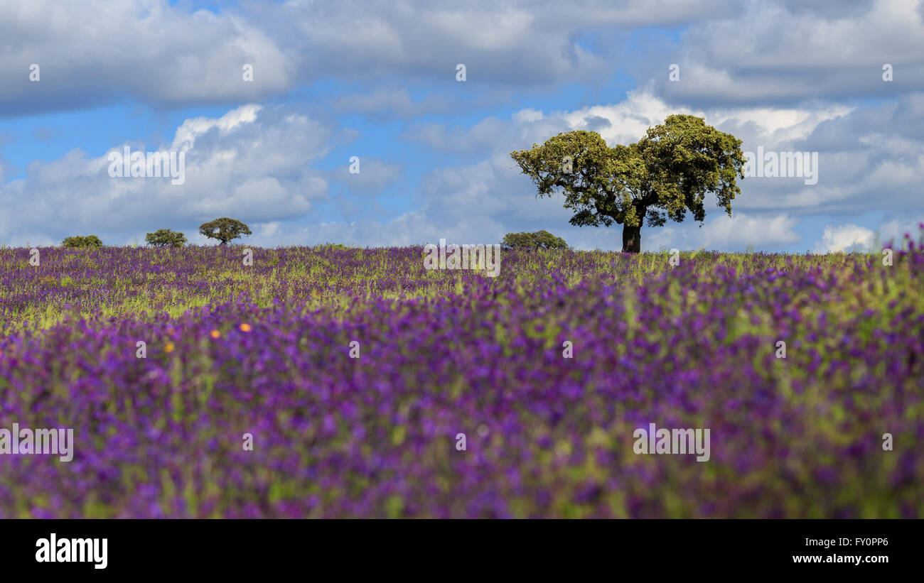 Landscape of Alentejo with a tree and wild flowers Stock Photo - Alamy