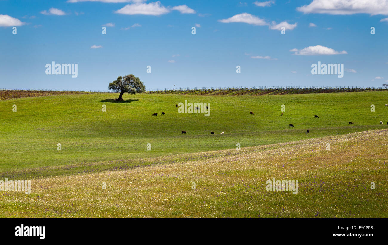 Alentejo is a country hi-res stock photography and images - Alamy