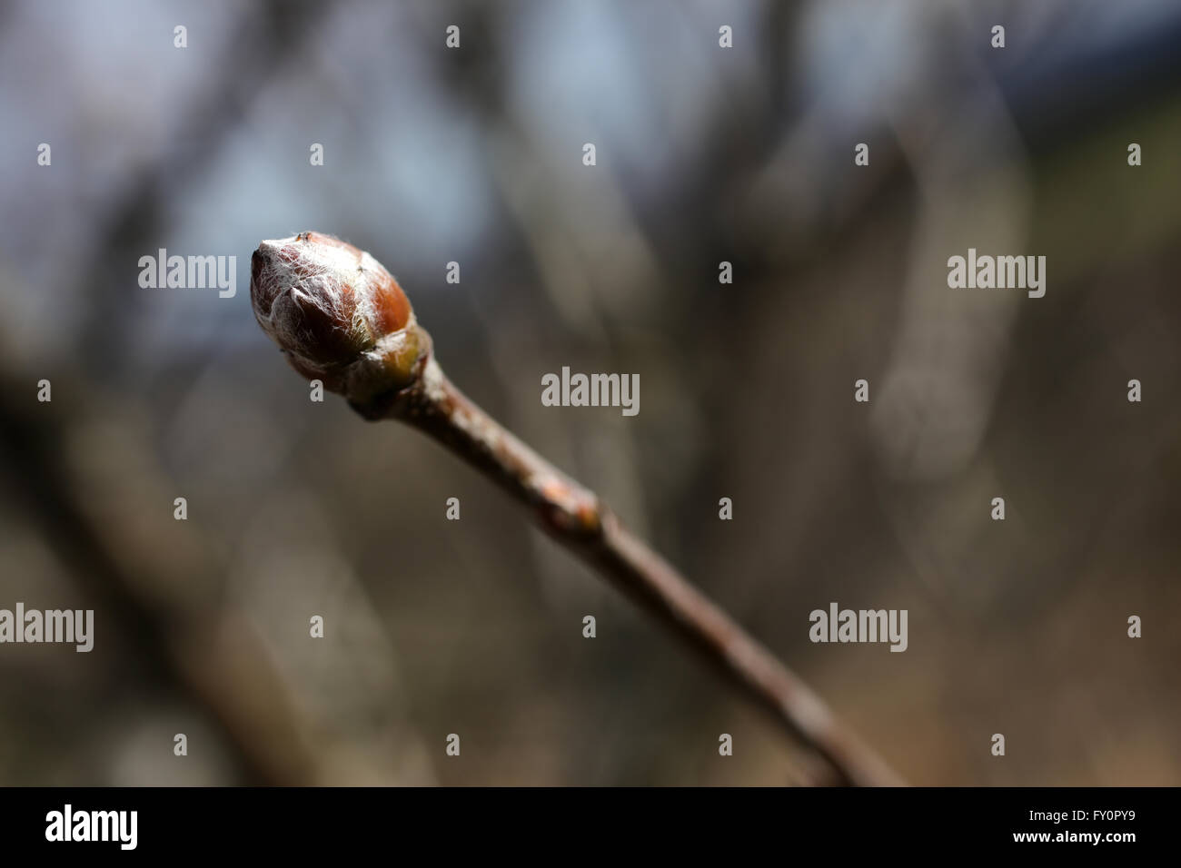 Burgeonning hi-res stock photography and images - Alamy