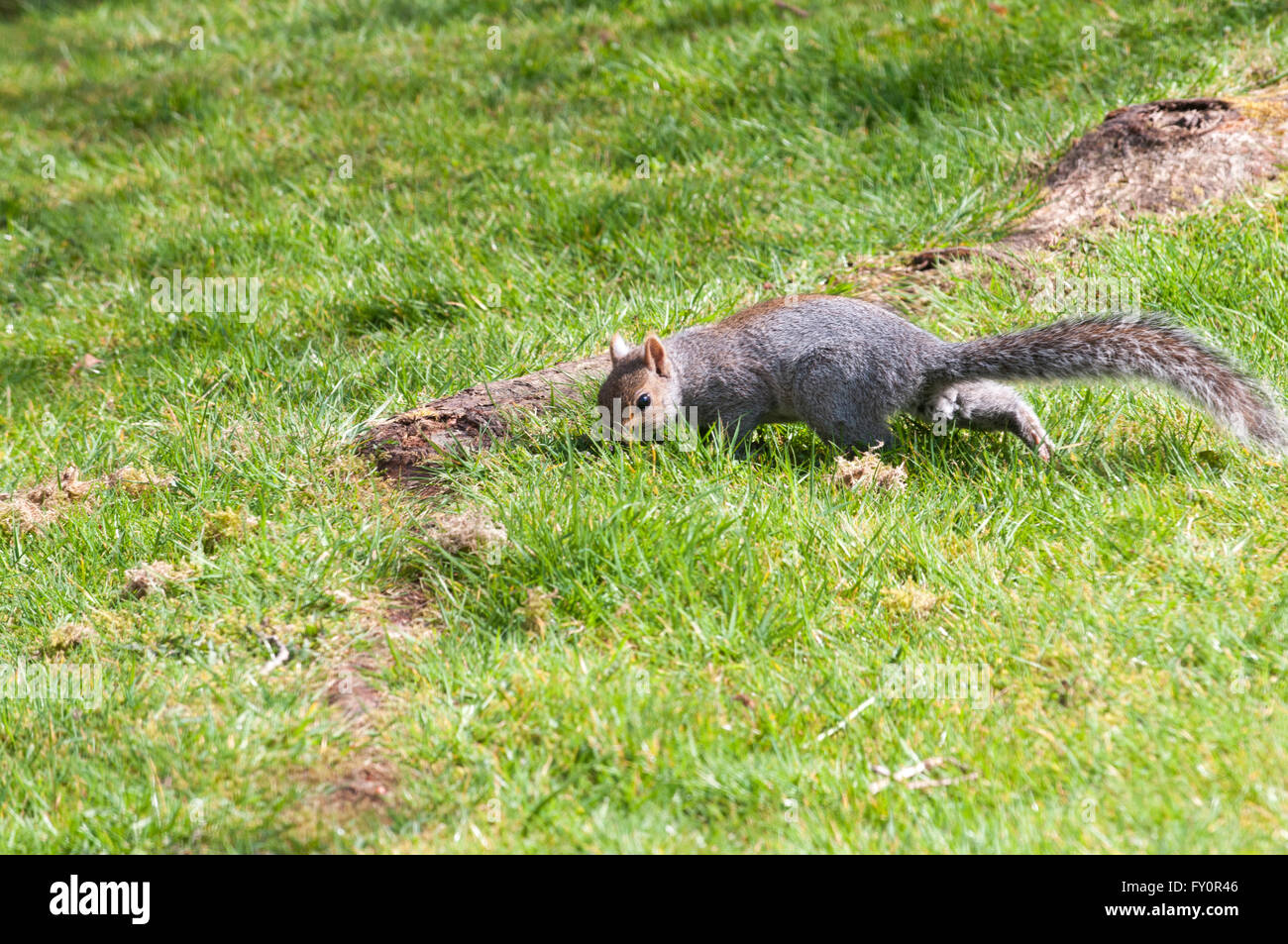 Squirrel hunting hi-res stock photography and images - Alamy