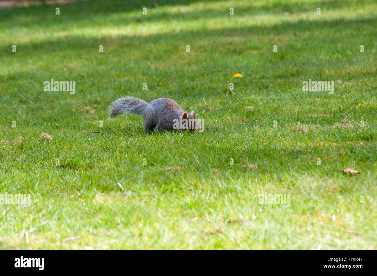 Grey squirrel hunting for food in a grassy garden Stock Photo - Alamy