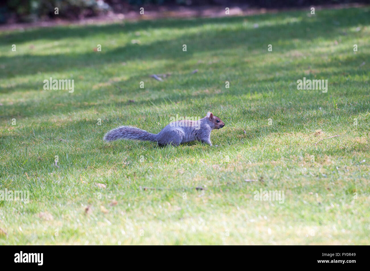 Grey squirrel hunting for food in a grassy garden Stock Photo - Alamy