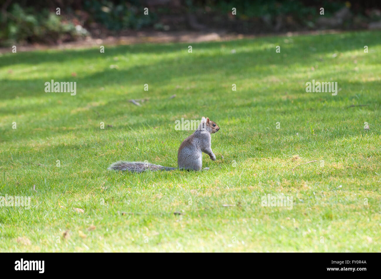 Squirrel hunting hi-res stock photography and images - Alamy