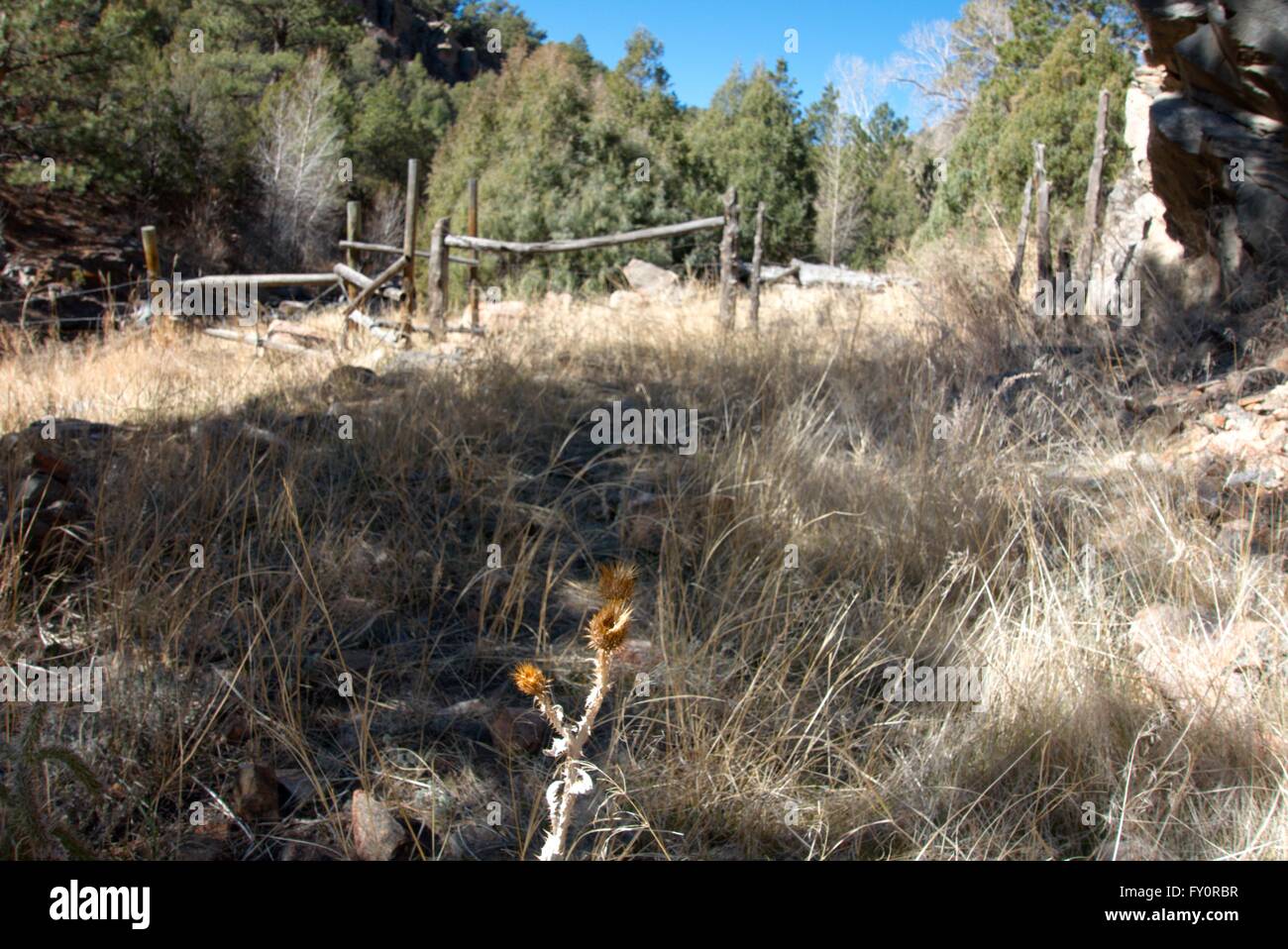 Desert vegetation in the low valley surrounding Grape Creek Stock Photo ...