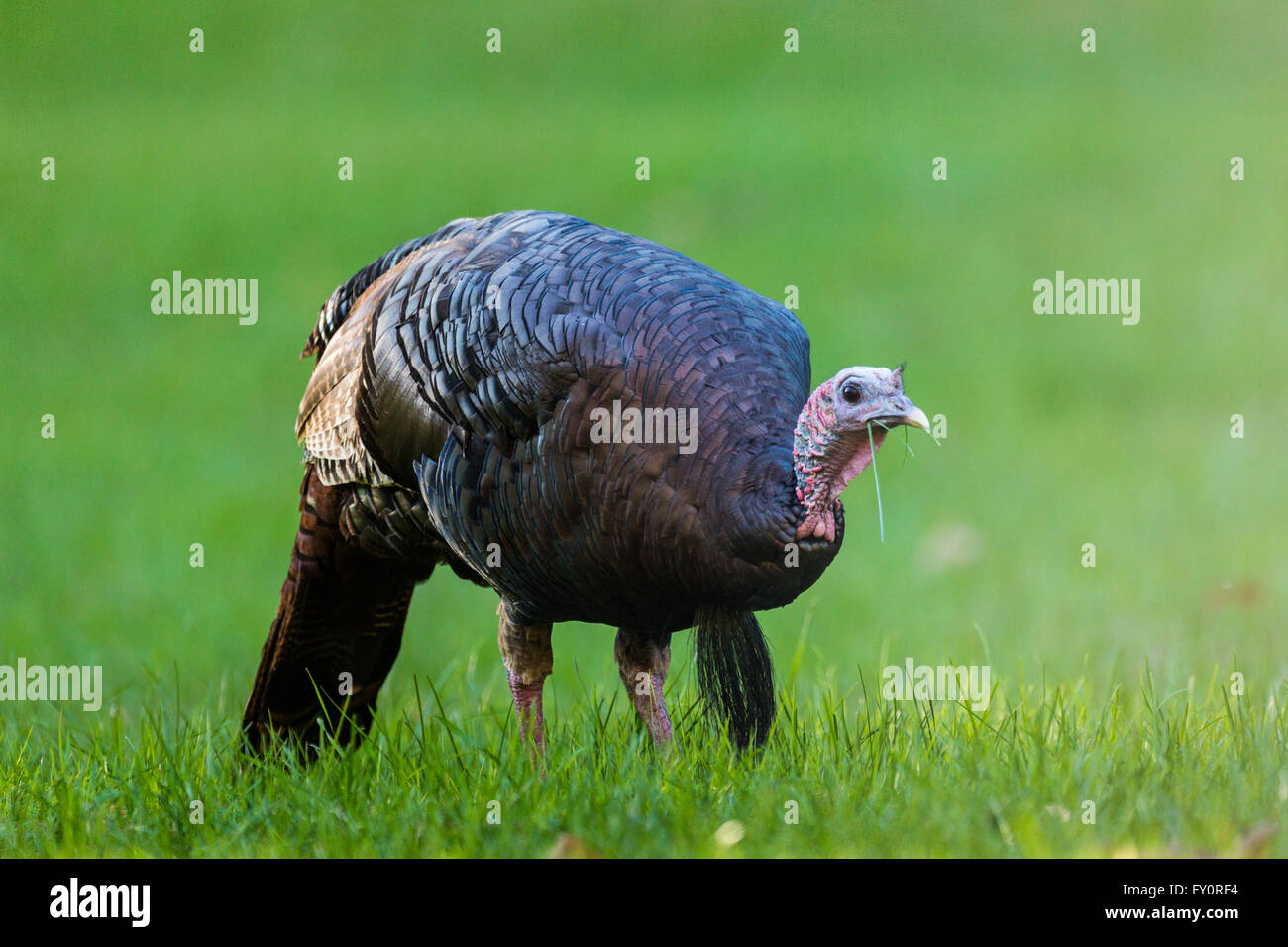 Turkeys copyspace hi-res stock photography and images - Alamy