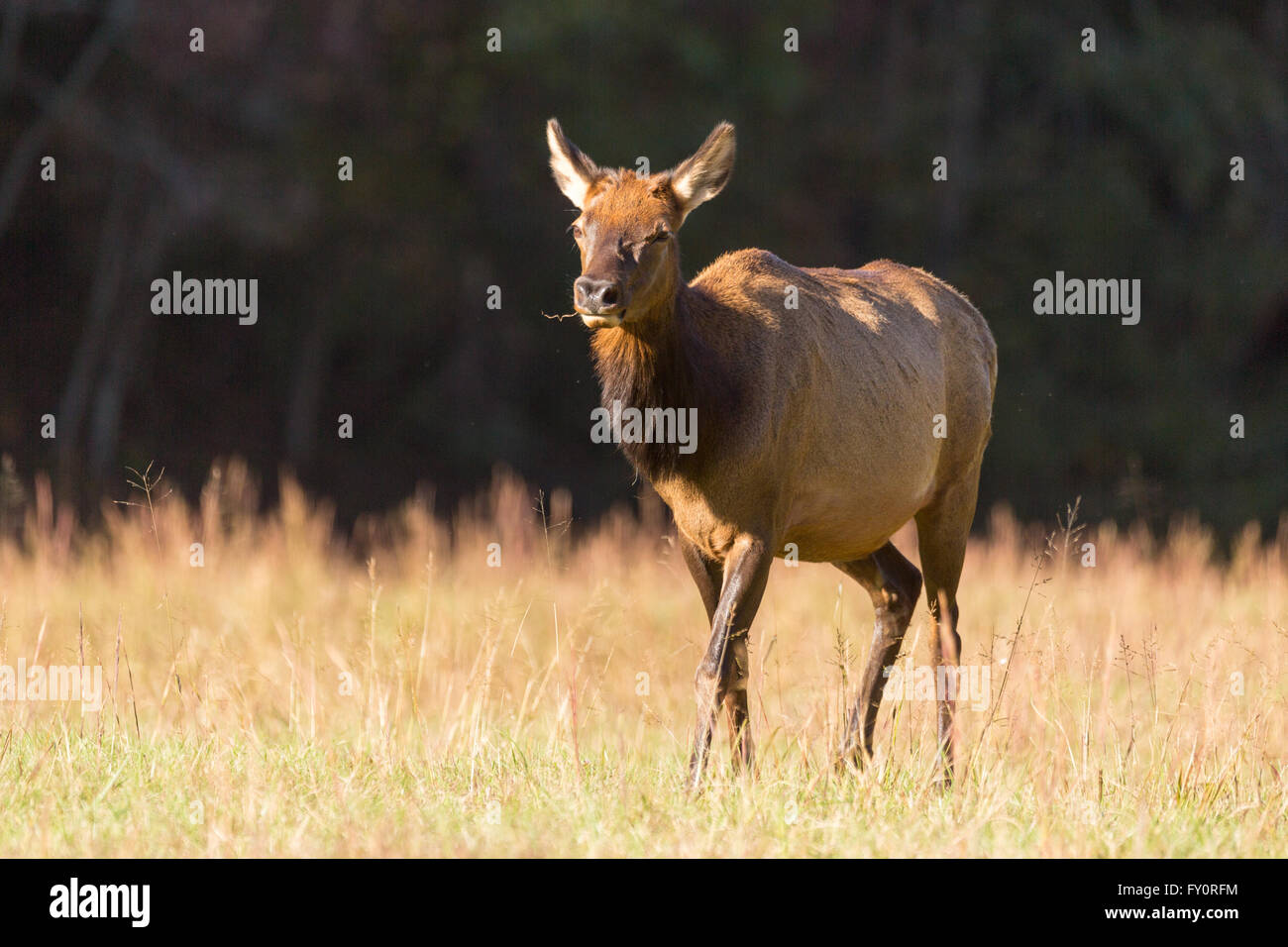 A female elk during the fall rut in the Cataloochee Valley of the Great ...