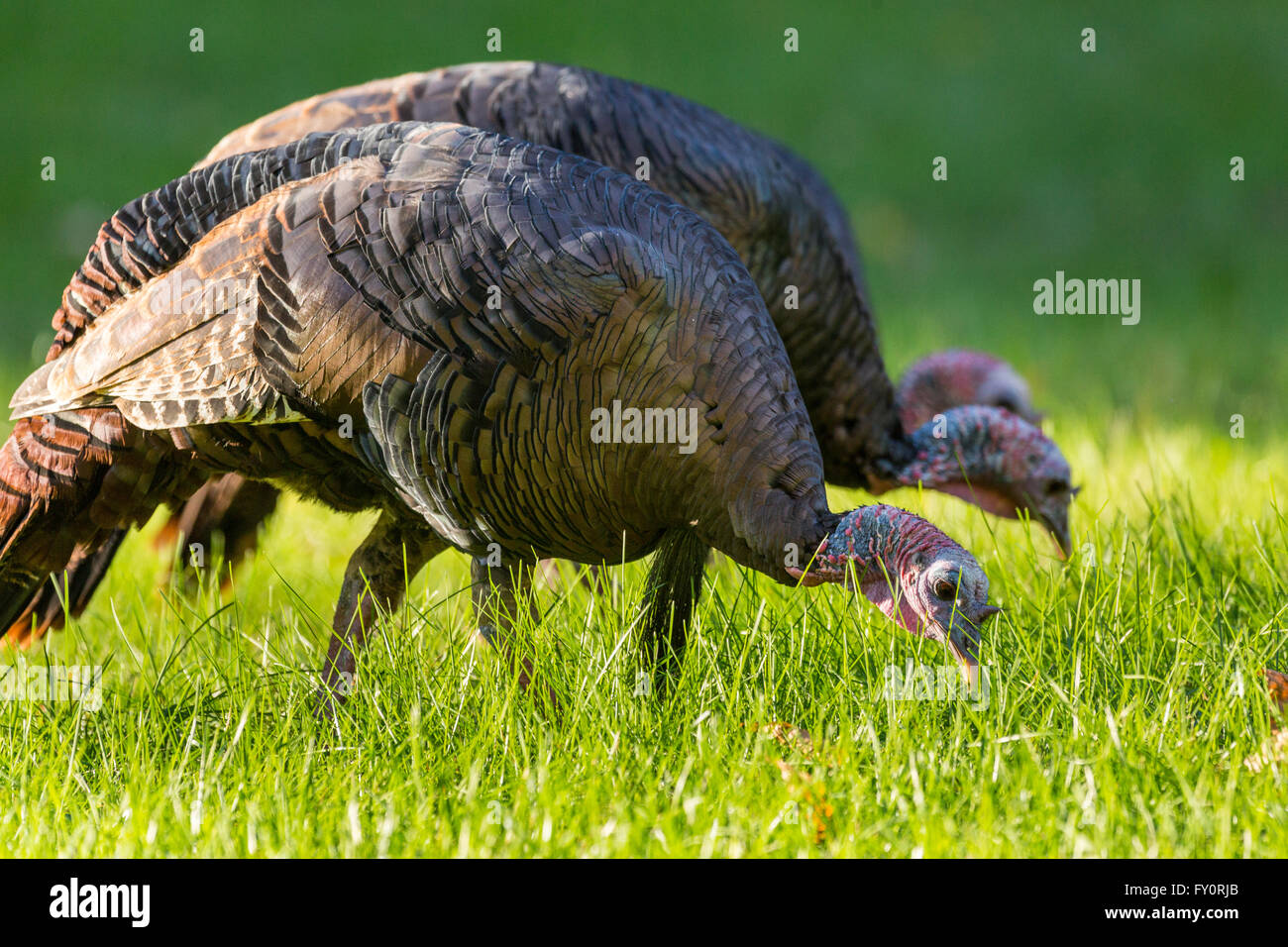 Wild turkey foraging in the Cataloochee Valley of the Great Smoky ...