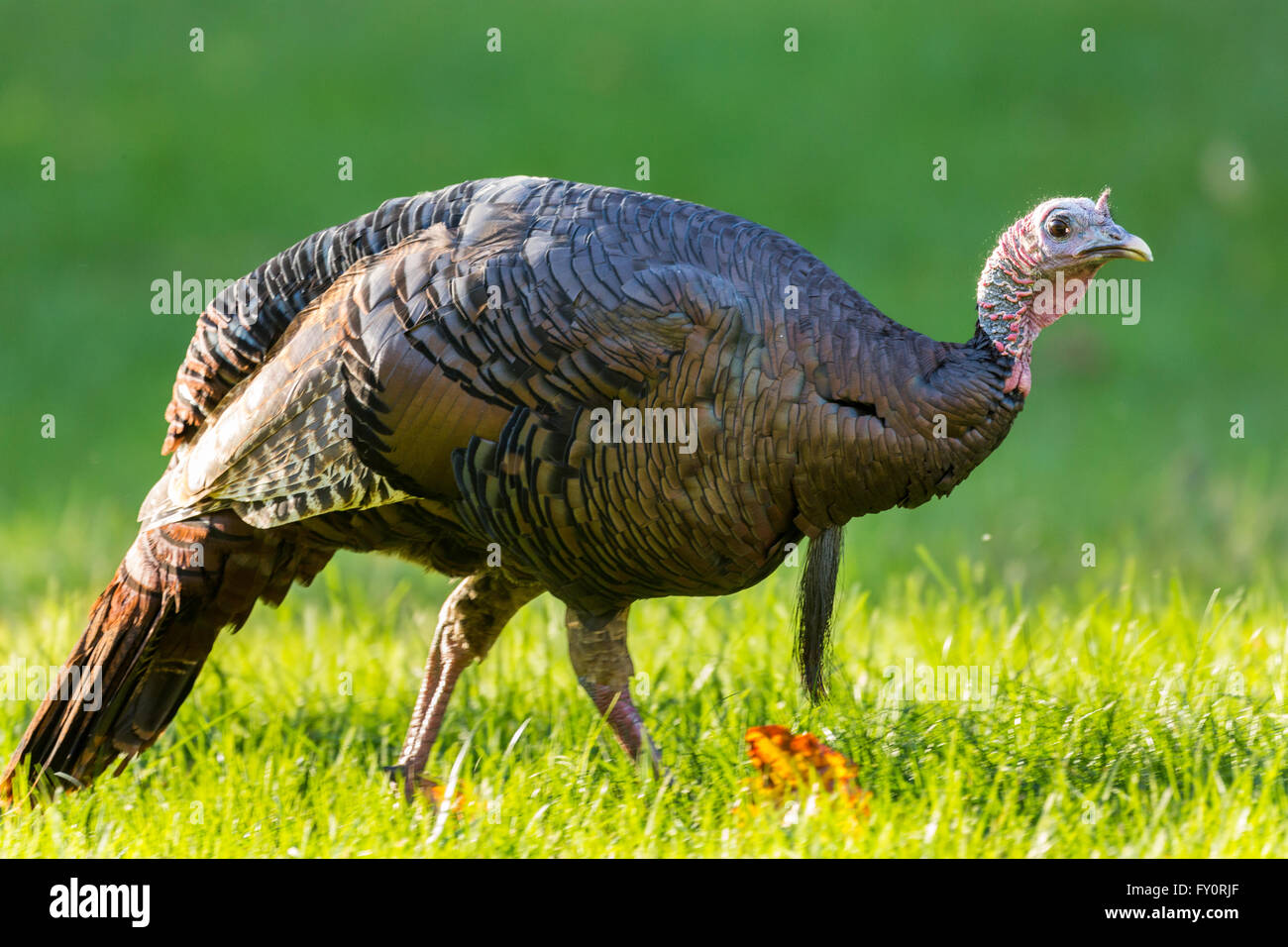 Wild turkey foraging in the Cataloochee Valley of the Great Smoky ...