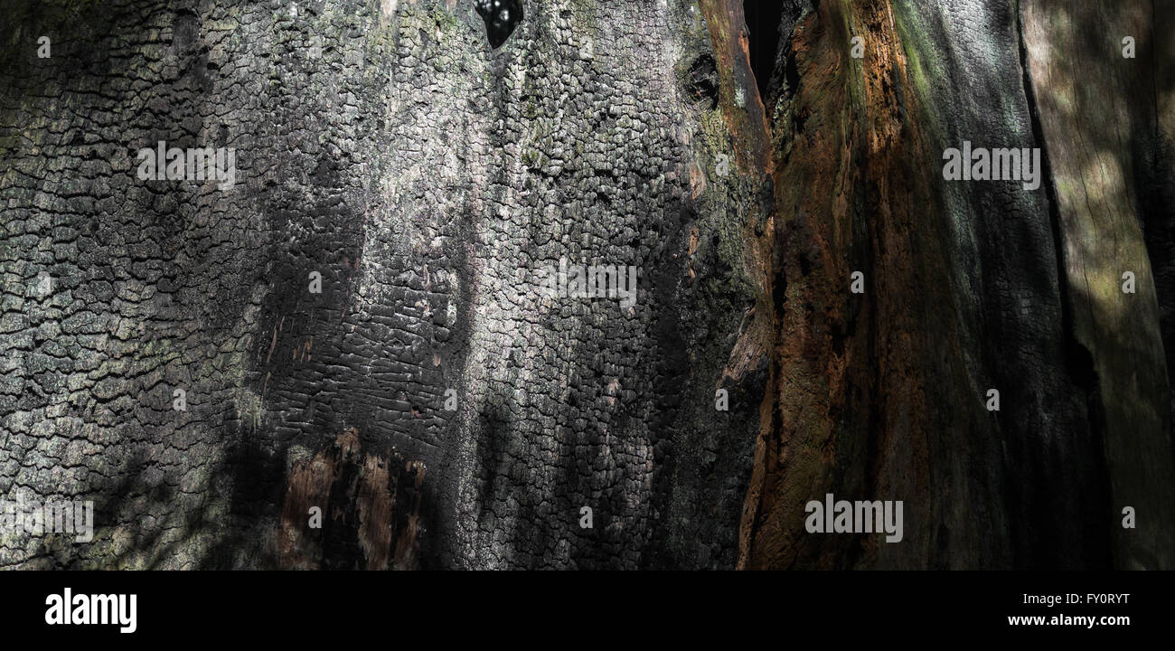 Redwood tree in dappled light showing damage and burning from a forest ...