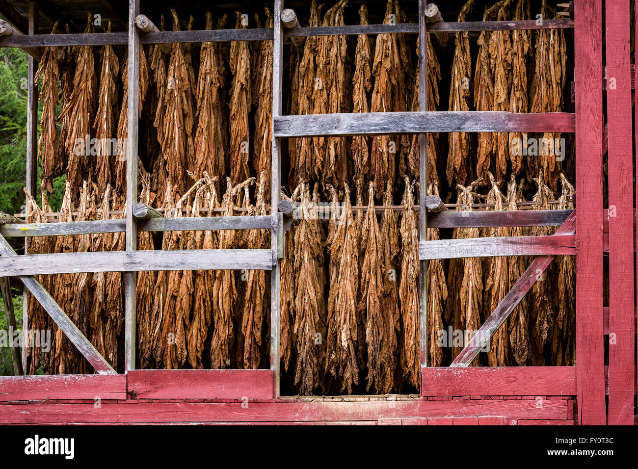 Tobacco curing barn High Resolution Stock Photography and Images - Alamy