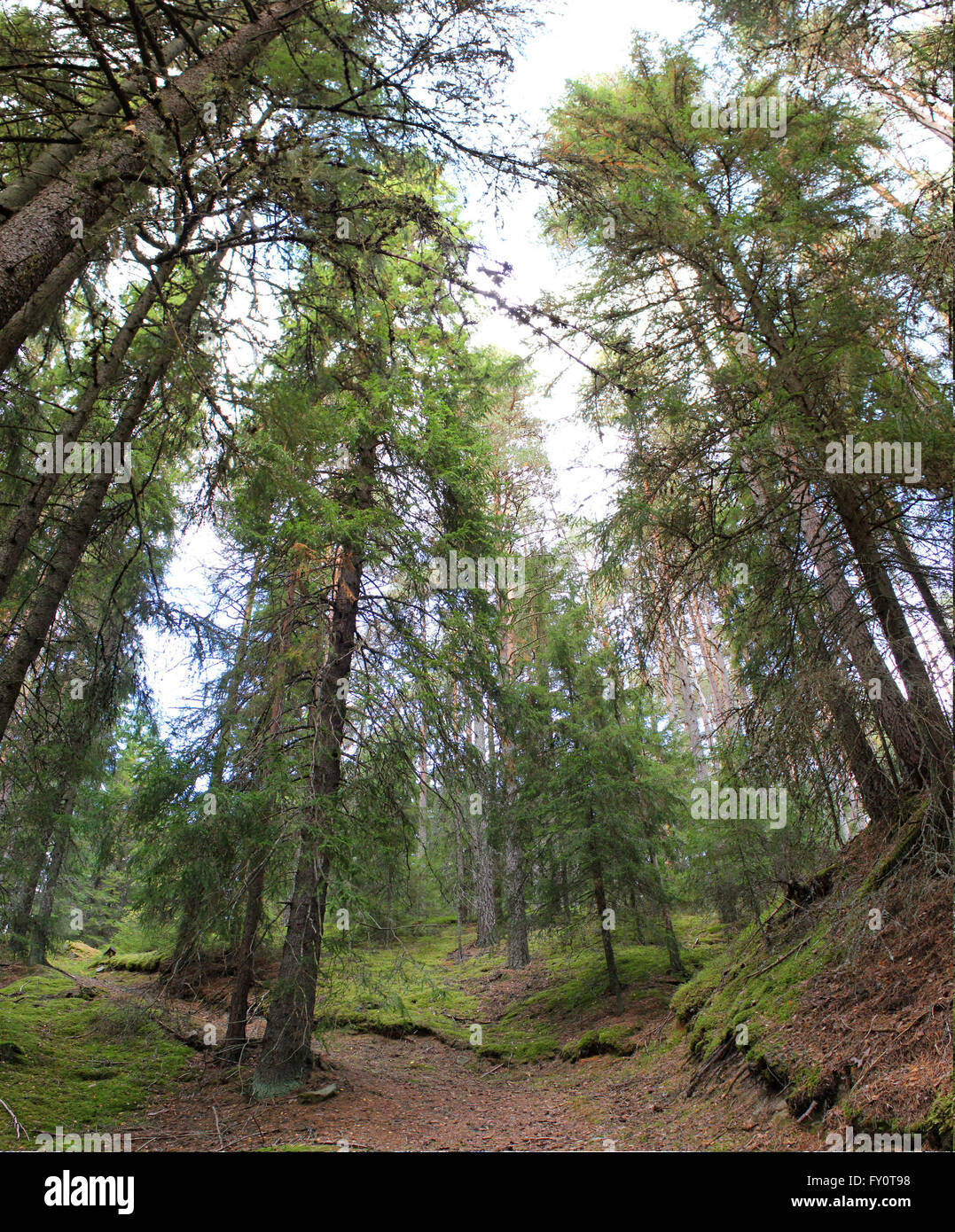 Upward view in a forest in Värmland, Sweden Stock Photo - Alamy